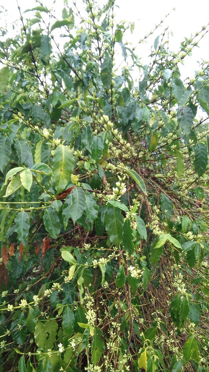 No Sudeste, chuvas beneficiam floradas no cafezais e nos laranjais ...